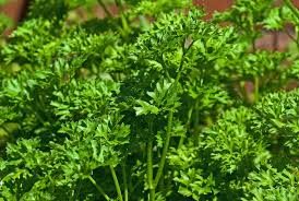 Bug-Free Parsley – Zesty Delight